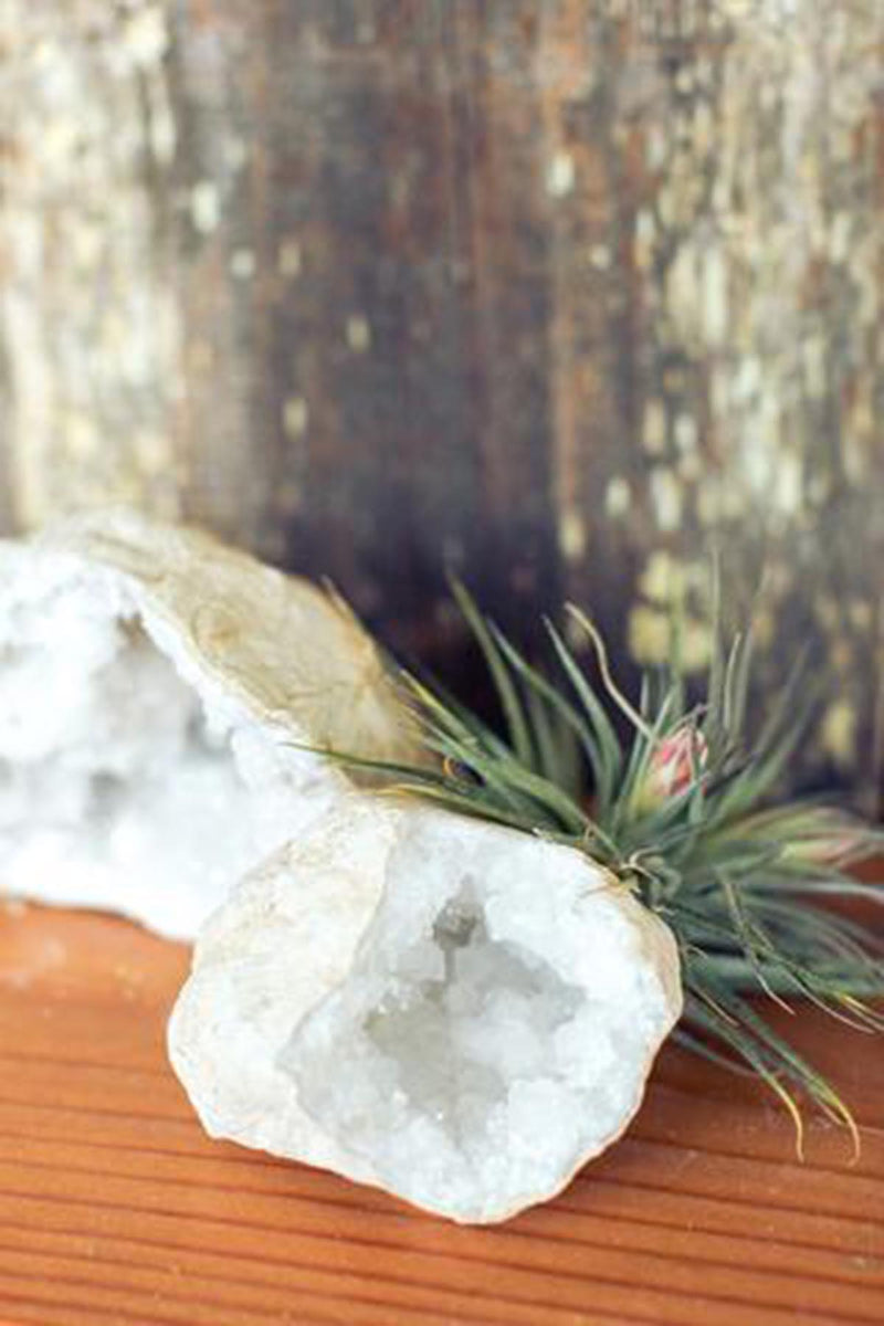 Whole Geode | Tigertree